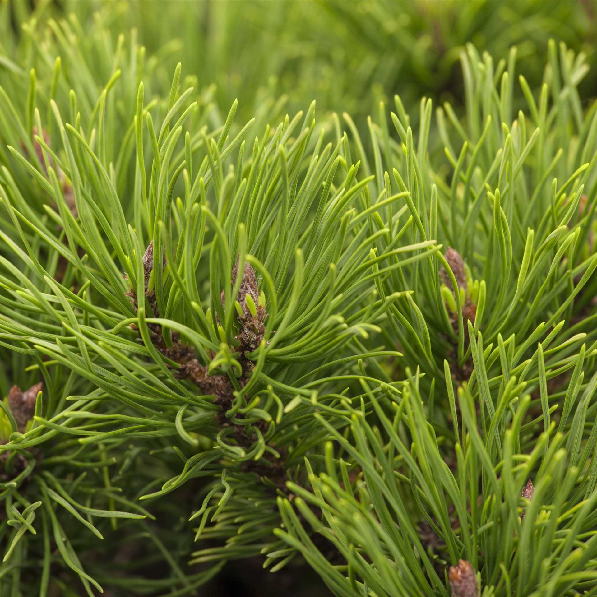 Pinus mugo 'Winter Gold', Berg-Kiefer 'Winter Gold' - Gaertnerei Boock