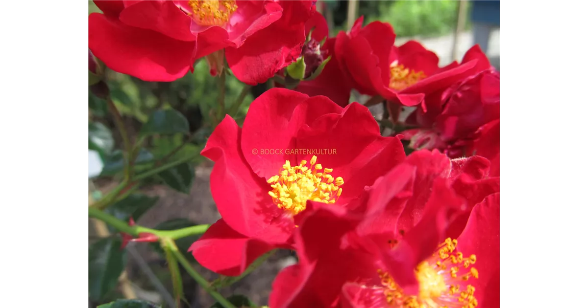 Rosa 'Alcantara' ®, Kleinstrauchrose 'Alcantara' - Gaertnerei Boock