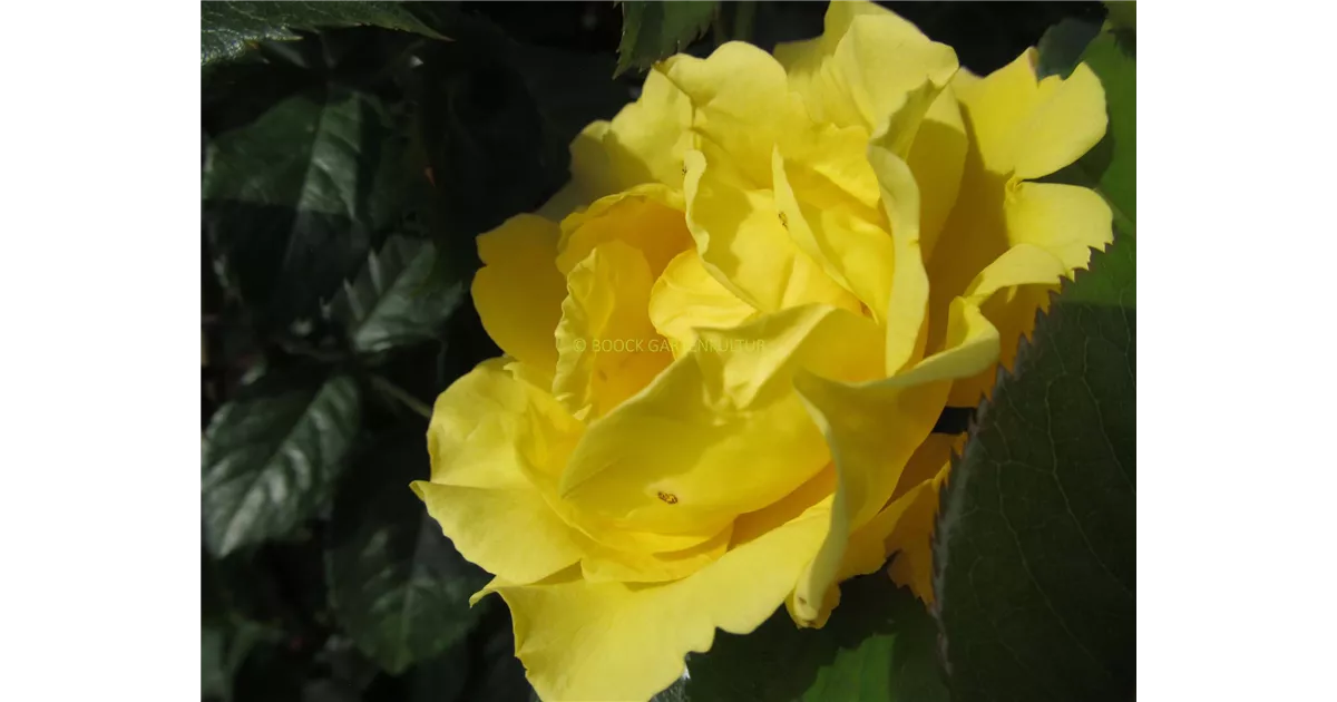 Rosa Dukat', Kletterrose 'Dukat' - Gaertnerei Boock