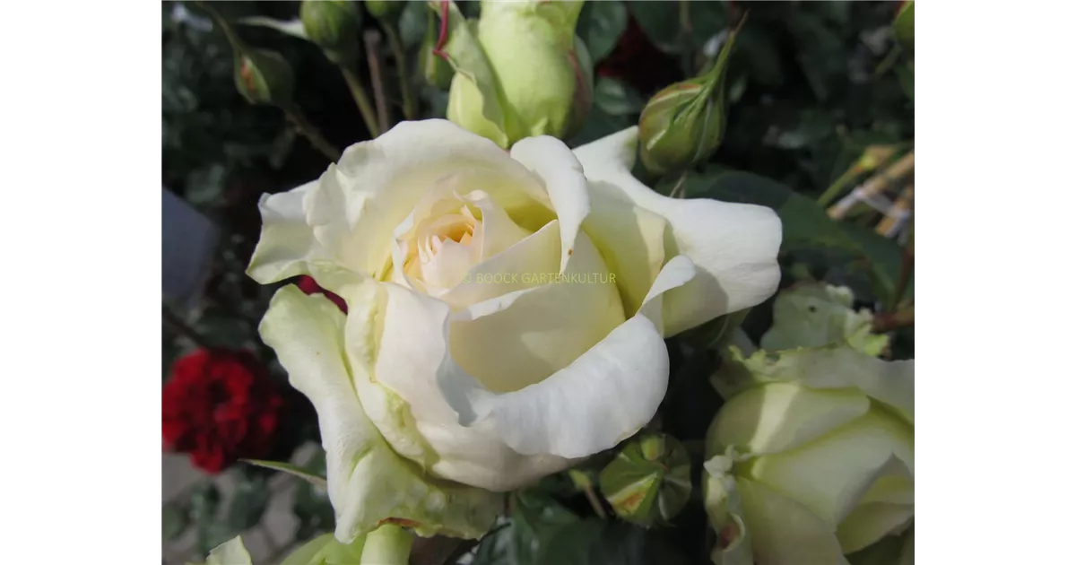 Rosa 'Elfe', Kletterrose 'Elfe' - Gaertnerei Boock