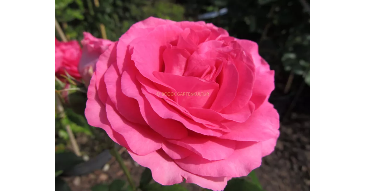 Rosa 'Maritim', Kletterrose 'Maritim' - Gaertnerei Boock