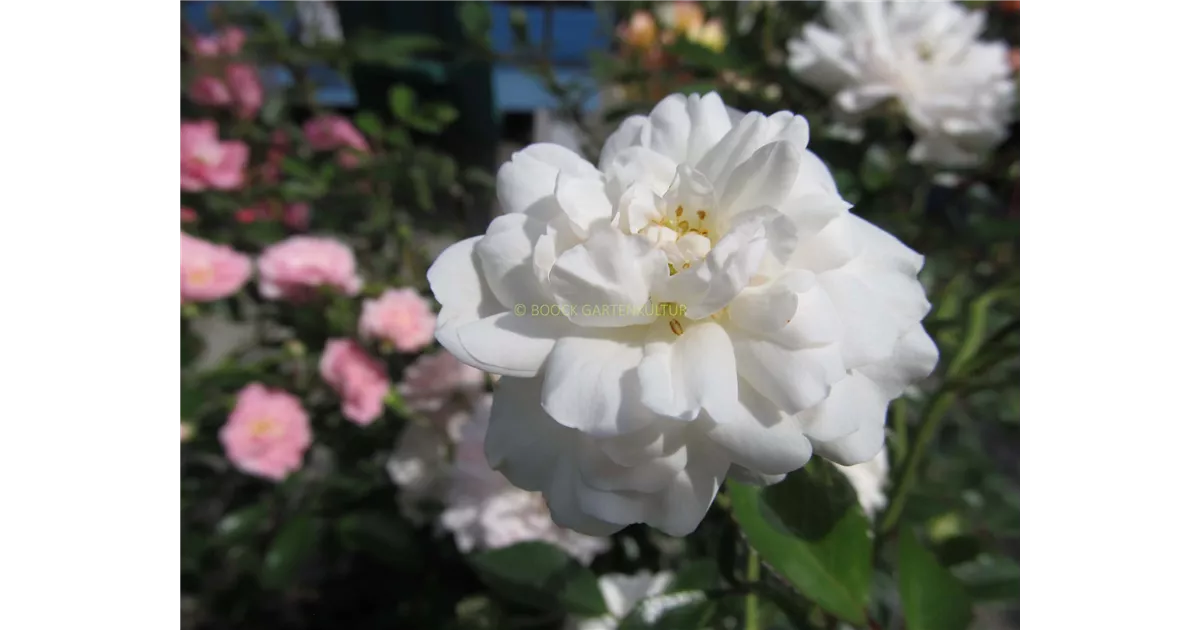 Rosa 'Snow Ballet'®, Bodendeckerrose 'Snow Ballet'® - Gaertnerei Boock