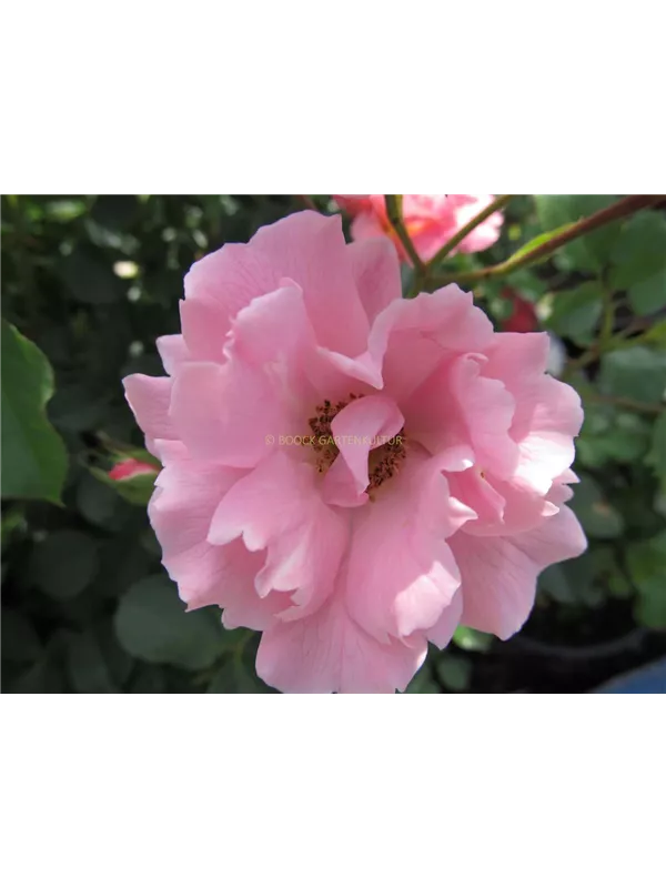 Rosa 'Sommerwind', Kleinstrauchrose 'Sommerwind' - Gaertnerei Boock