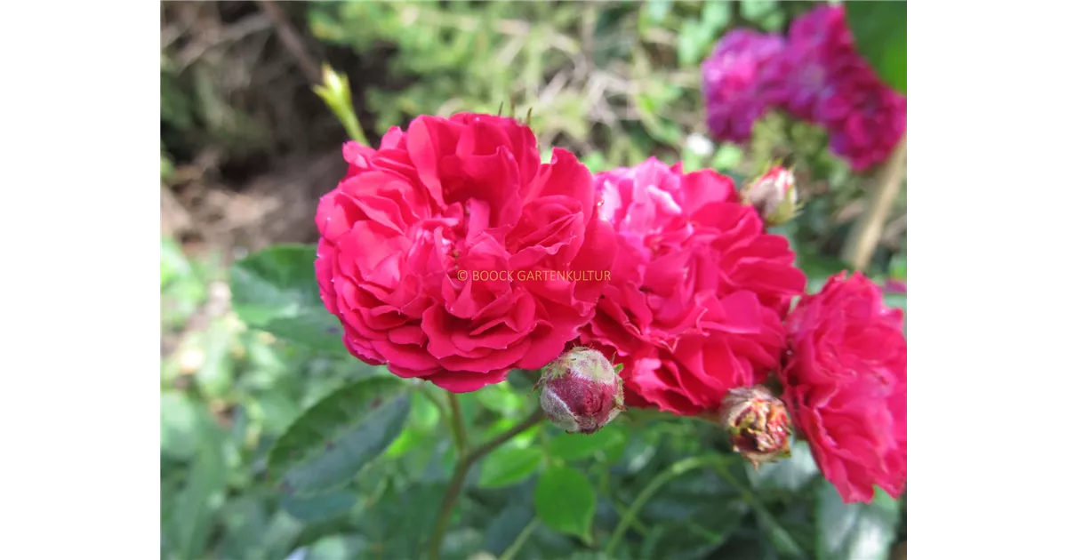 Rosa 'Super Excelsa', Ramblerrose 'Super Excelsa' - Gaertnerei Boock