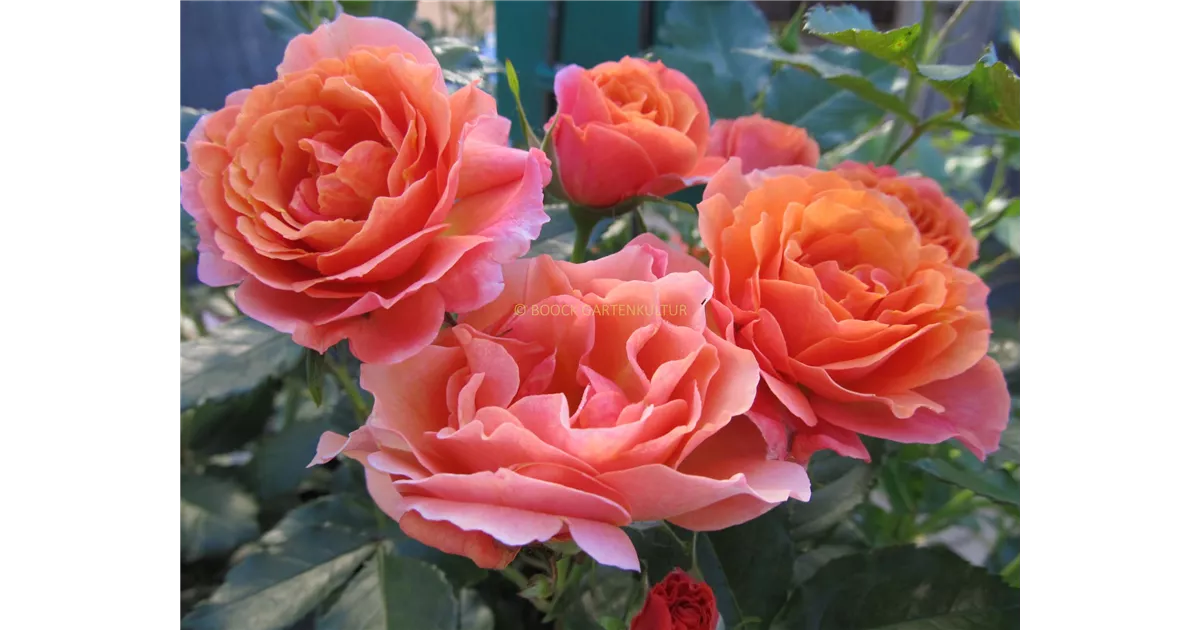 Rosa 'Lambada'®, Strauchrose 'Lambada'® - Gaertnerei Boock