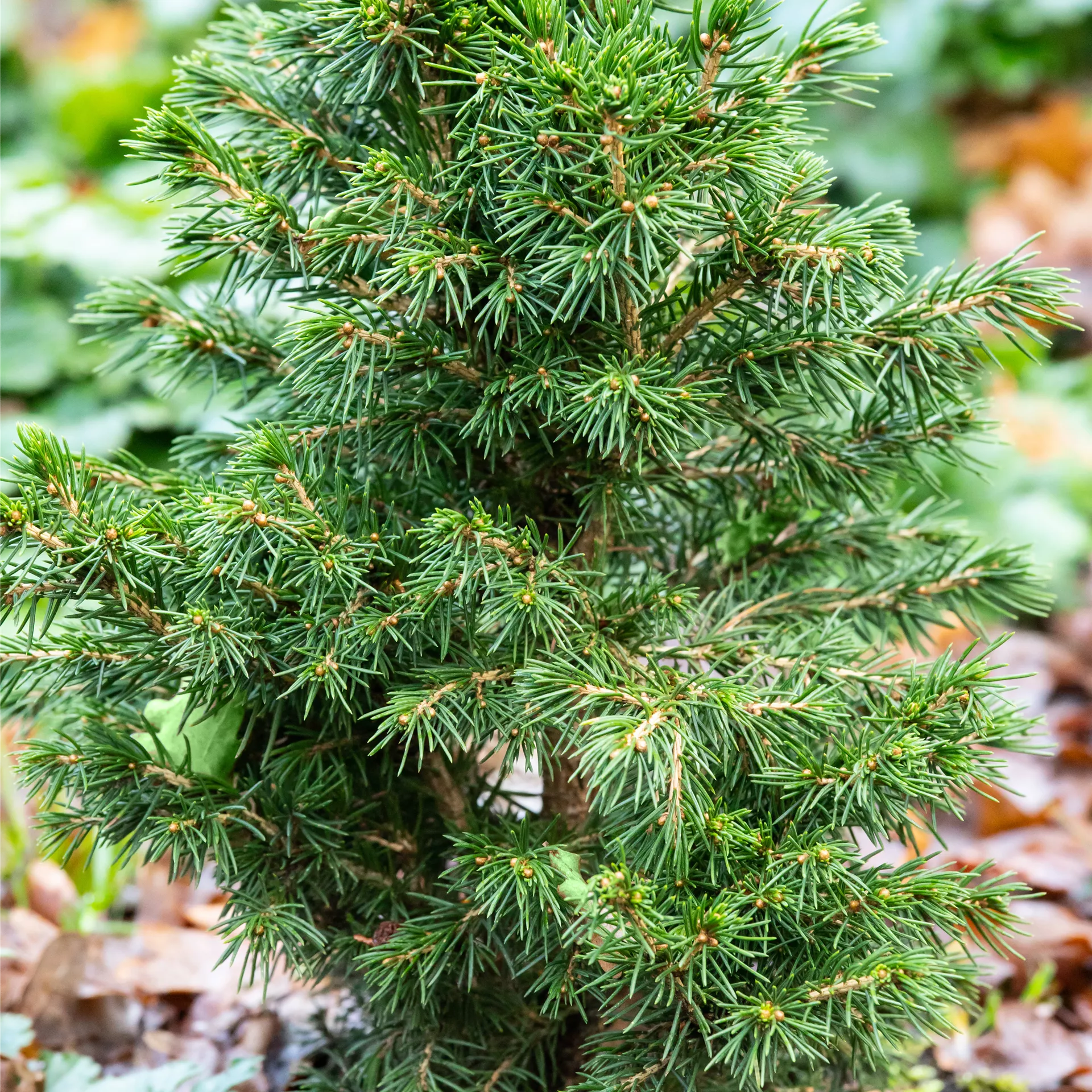 Picea abies 'Tompa', Fichte 'Tompa' - Gaertnerei Boock