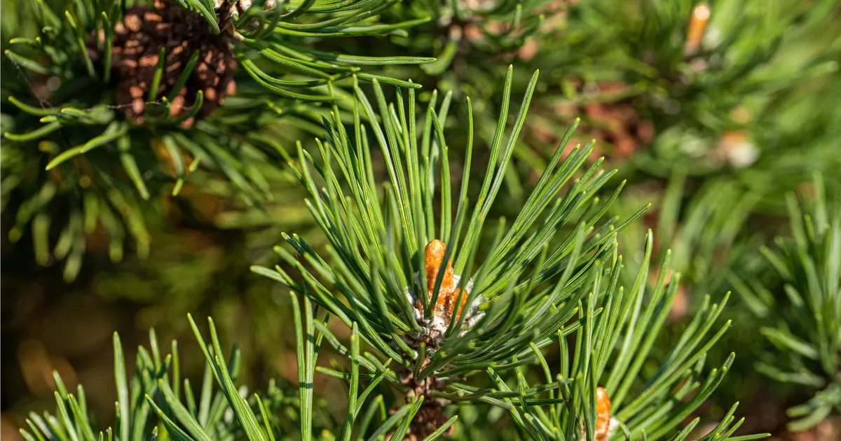 Pinus mugo ,Laurin', Berg-Kiefer 'Laurin' - Gaertnerei Boock