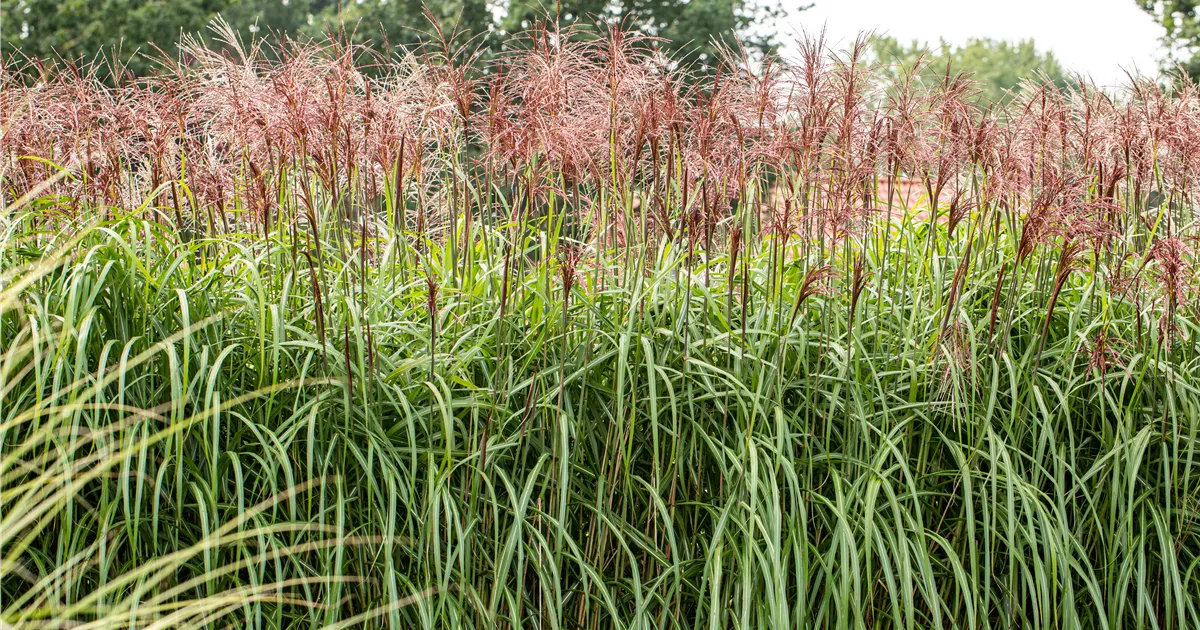 Miscanthus sinensis 'Rotsilber', Chinaschilf 'Rotsilber' - Gaertnerei Boock