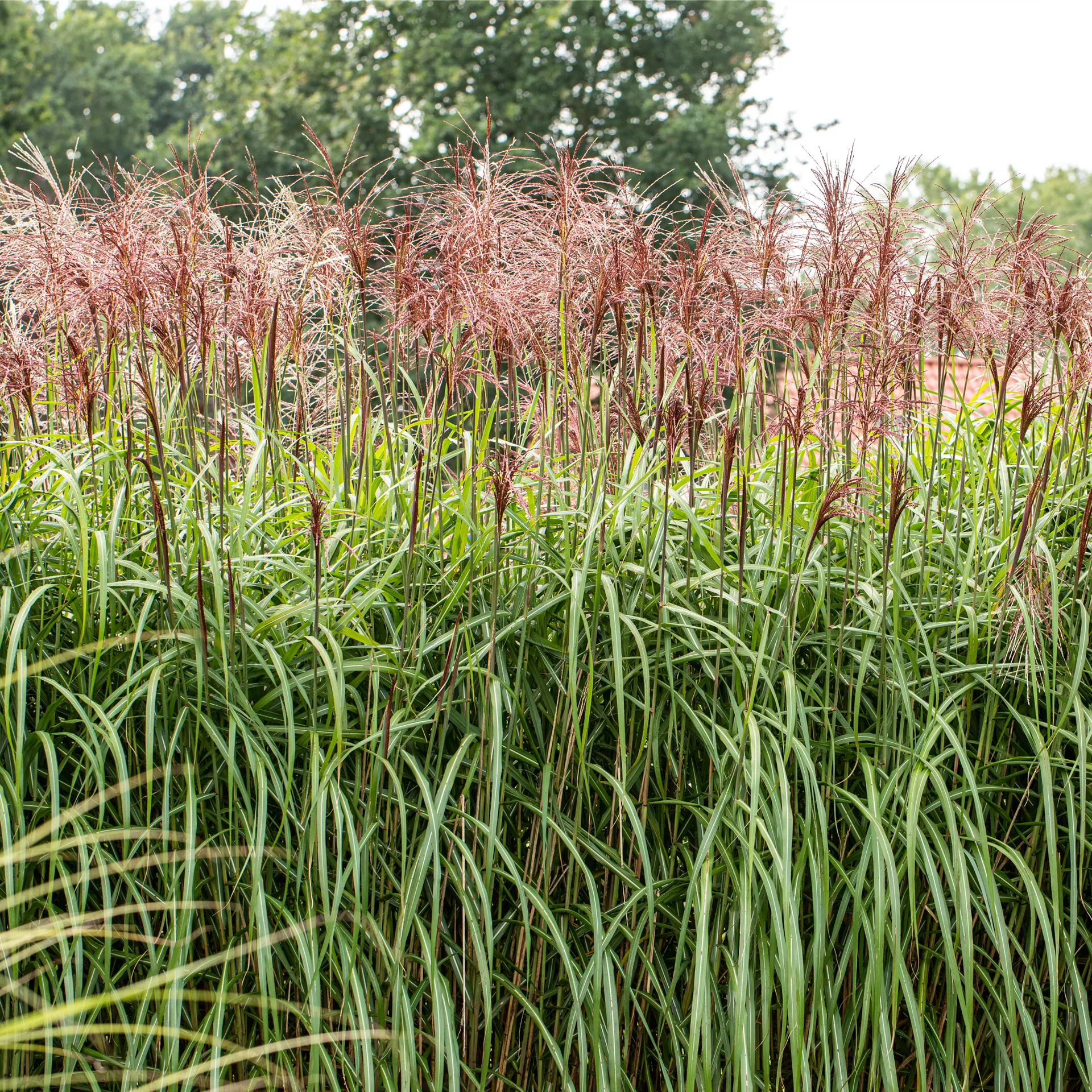 Miscanthus sinensis 'Rotsilber', Chinaschilf 'Rotsilber' - Gaertnerei Boock