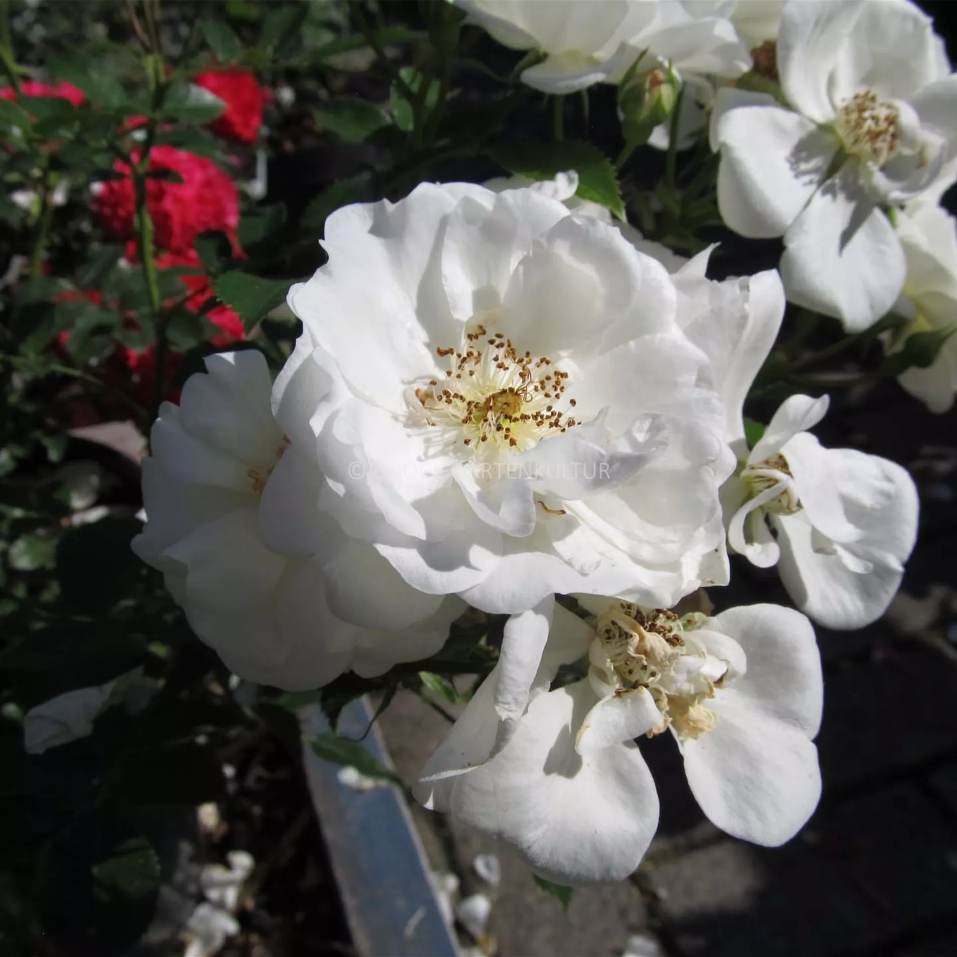 Rosa 'Innocencia', Beetrose 'Innocencia' - Gaertnerei Boock
