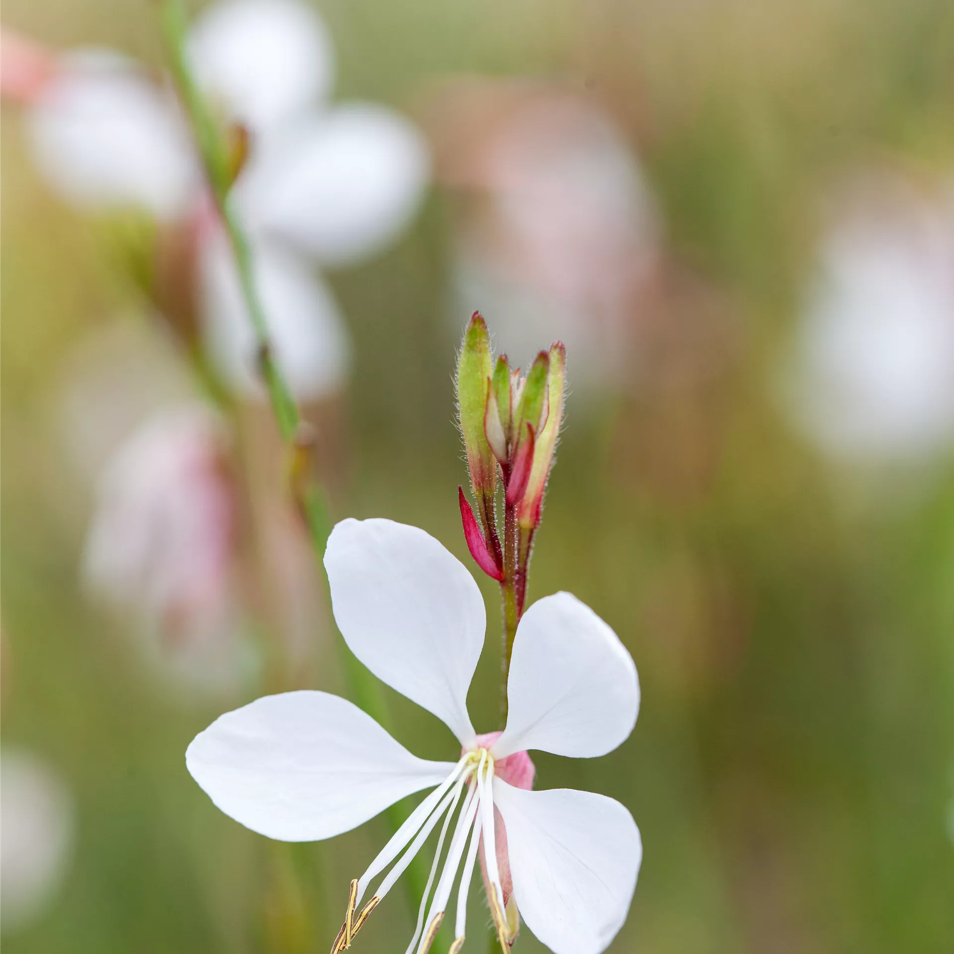 Gaura lindheimeri 'Gambit® White', Prachtkerze 'Gambit® White ...
