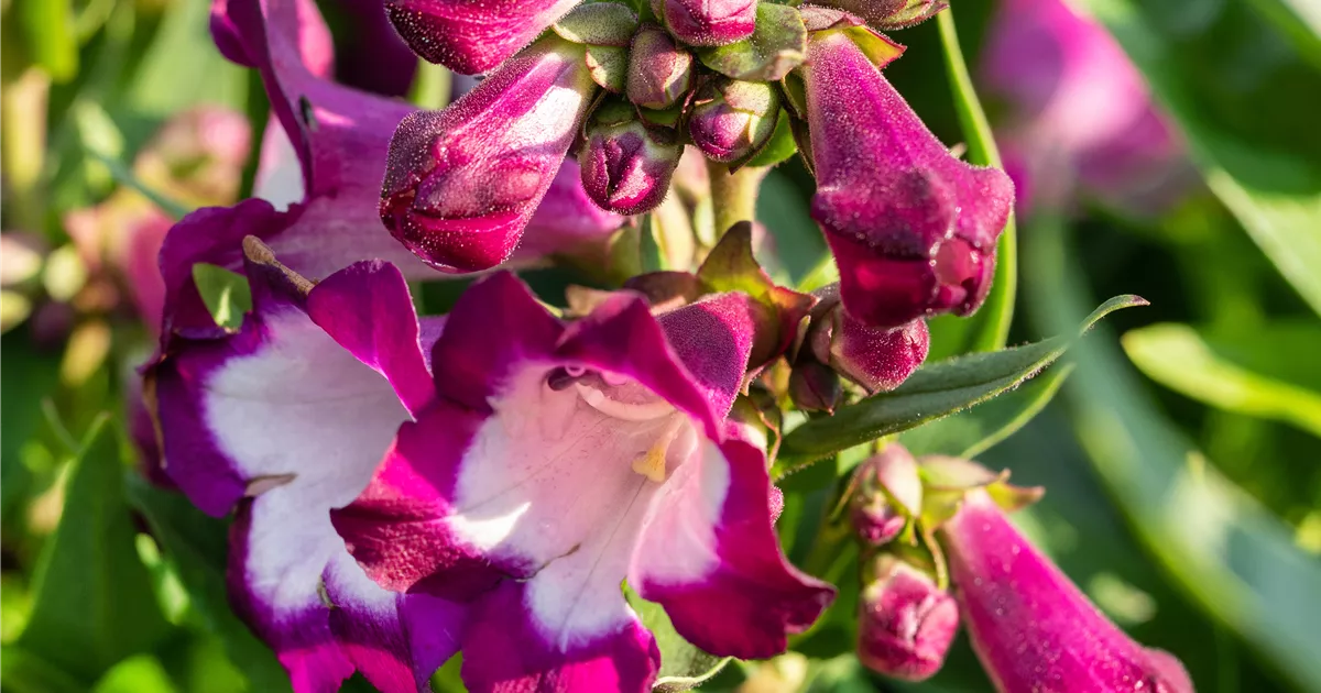 Penstemon mexicale 'Sunburst Ruby', Bartfaden 'Sunburst Ruby ...