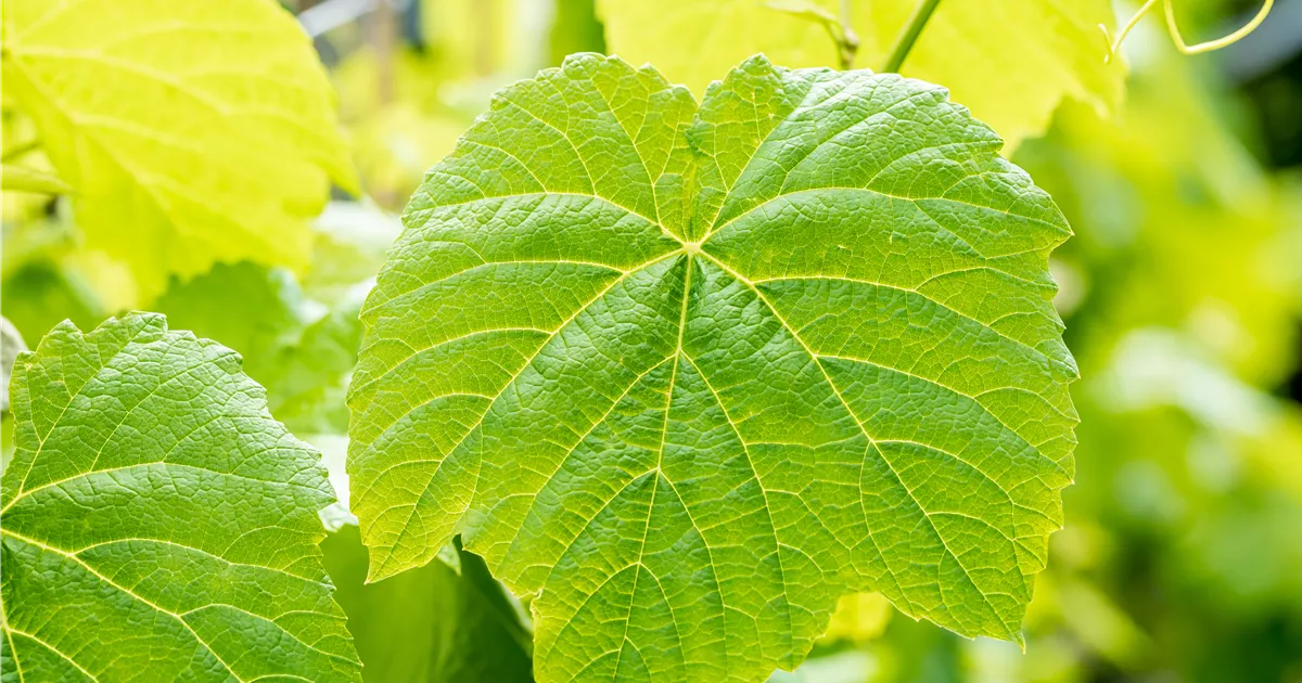 Vitis vinifera 'Venus', Weintraube 'Venus' - Gaertnerei Boock