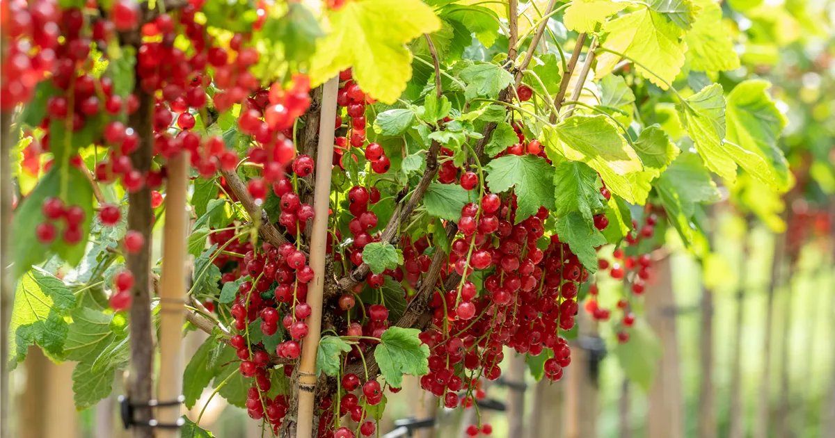 Ribes rubrum 'Rovada', Johannisbeere 'Rovada' - Gaertnerei Boock