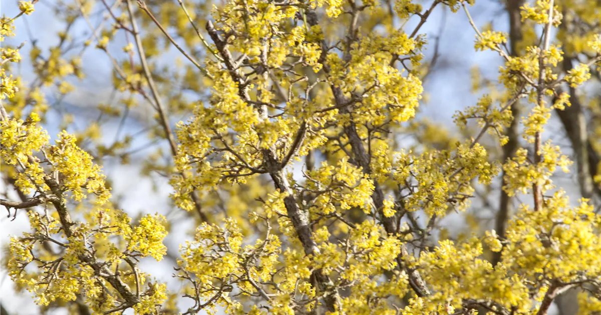 Cornus officinalis 'Kintoki', Japanische Kornelkirsche 'Kintoki ...