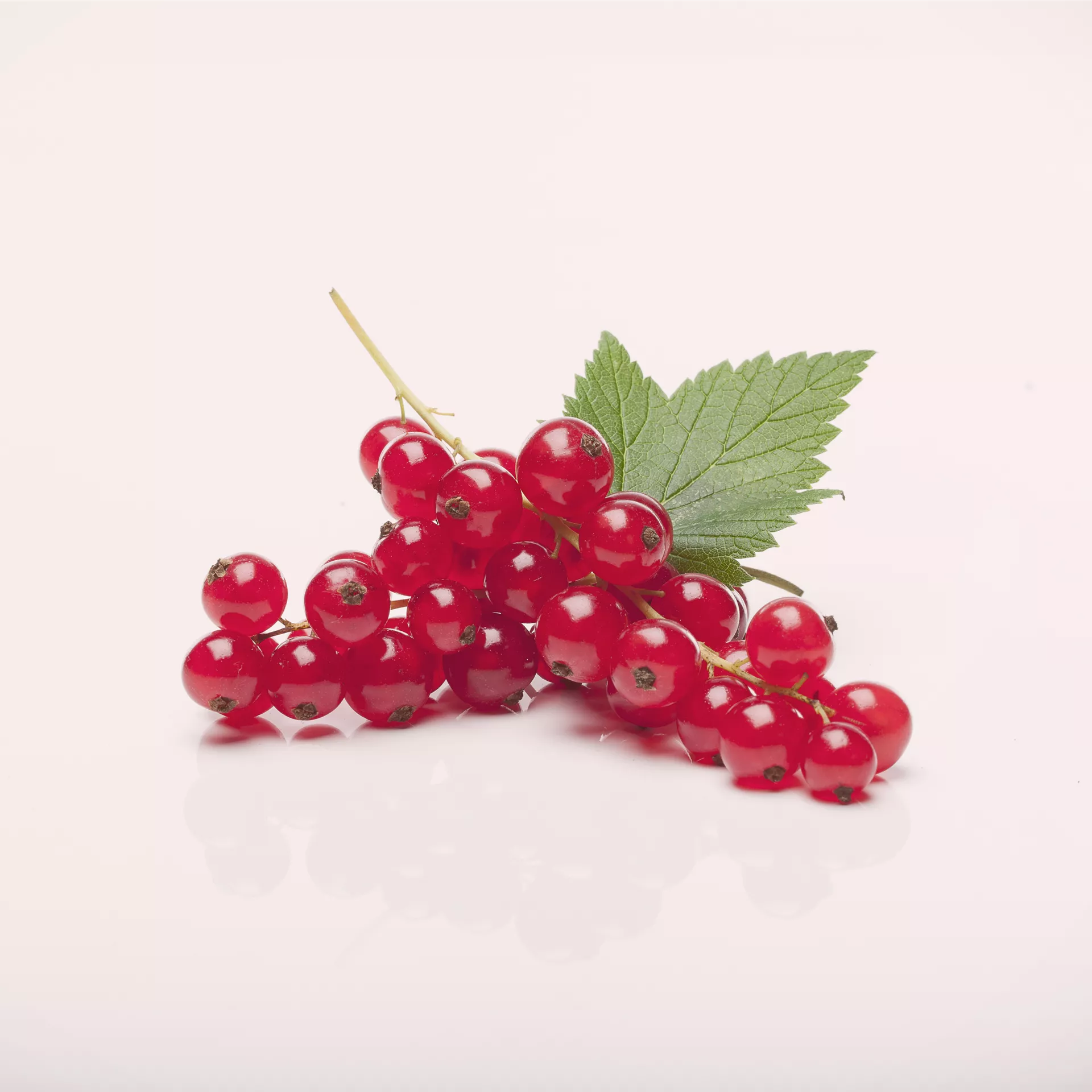 Ribes rubrum 'Rovada', Johannisbeere 'Rovada' - Gaertnerei Boock